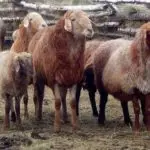 Edilbaevskaya ჯიპის ცხვარი: აღწერა და მახასიათებლები, განაკვეთები 5102_8