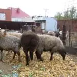 بھیڑوں کی Edilbaevskaya نسل: تفصیل اور خصوصیات، شرح 5102_9