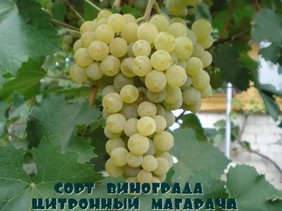 Grapes Citron Magaracha