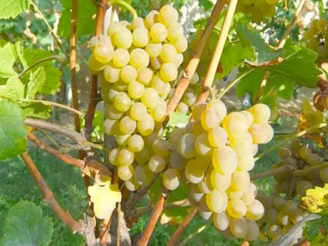 виноград цитронний Магарача