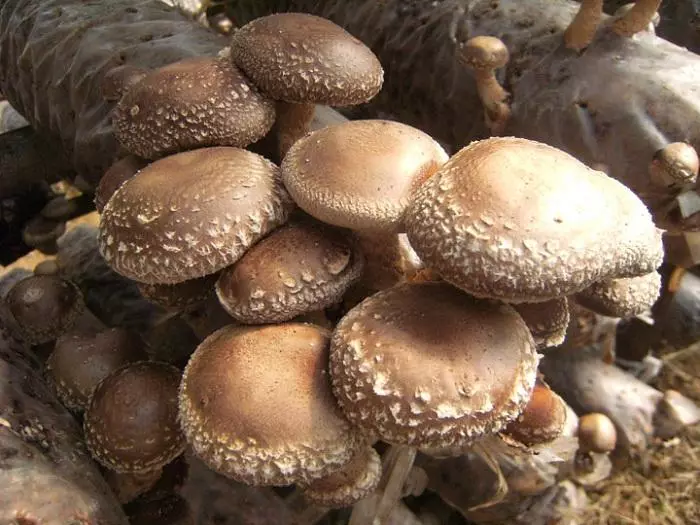 Ukulima ekhaya ama-mushroom