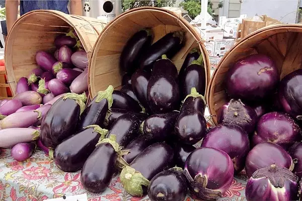 Eggplants mewn niwed