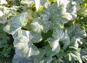 How to deal with diseases of cucumbers in the open ground and greenhouse, how to protect and than spray