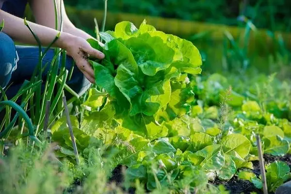 Spinach leaves