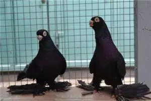 Bayani da halaye na Armavir gajerun pigeons pigeons, kiwo