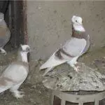 Pigeons Sobble: descricións das 6 primeiras razas e mantemento na casa 510_10