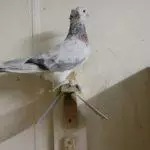 Pigeons Sobble: descricións das 6 primeiras razas e mantemento na casa 510_11