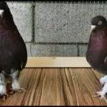 Sorble pigeons: Bayanin manyan nau'ikan 6 da kiyayewa a gida 510_12