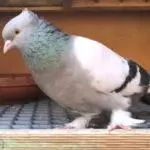 Sorble pigeons: Bayanin manyan nau'ikan 6 da kiyayewa a gida 510_14
