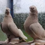Sorble pigeons: Bayanin manyan nau'ikan 6 da kiyayewa a gida 510_15