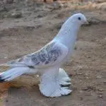 Pigeons Sobble: descricións das 6 primeiras razas e mantemento na casa 510_16