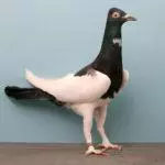 Sorble pigeons: Bayanin manyan nau'ikan 6 da kiyayewa a gida 510_17