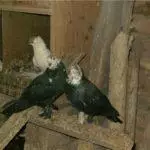 Pigeons Sobble: descricións das 6 primeiras razas e mantemento na casa 510_18