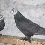Pigeons Sobble: descricións das 6 primeiras razas e mantemento na casa 510_19