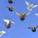 Скръб гълъби: описания на топ 6 породи и поддръжка у дома 510_20