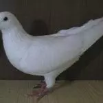 Porumbei plini: descrieri ale primelor 6 rase și întreținere acasă 510_3