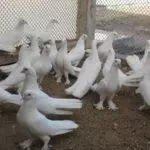 Sorble pigeons: Bayanin manyan nau'ikan 6 da kiyayewa a gida 510_4