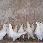Sorble pigeons: Bayanin manyan nau'ikan 6 da kiyayewa a gida 510_5