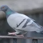 Pigeons Sobble: descricións das 6 primeiras razas e mantemento na casa 510_6