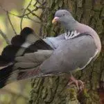 Sorble pigeons: Bayanin manyan nau'ikan 6 da kiyayewa a gida 510_8