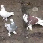 Sobble pigeons: descriptions of the top 6 breeds and maintenance at home 510_9