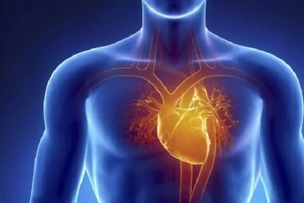 yeiyo Cardio-Vascular System