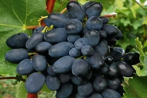Grapes Codryaka.