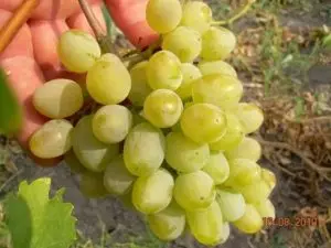 Vaisių vynuogių veislės haroldo ir kūrinijos istorijos aprašymas ir charakteristikos