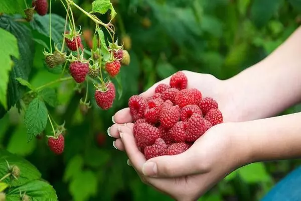 Kumpulkeun buah prambus