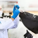 Kako se krave boje injekcija: vrste injekcija i gdje učiniti kako izbjeći greške 5127_10