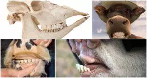 Lokacija shema i četkica za zube, anatomija strukture čeljusti stoke