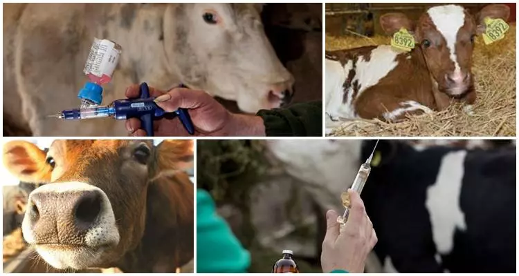 Kako se snažno krave boje injekcije i vrste injekcija gdje učiniti i pogreške