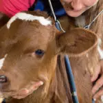چگونه گاوها از تزریق می ترسند: انواع تزریقات و جایی که چگونه از اجتناب از اشتباهات استفاده کنید 5127_13