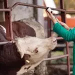Cómo las vacas tienen miedo de las inyecciones: tipos de inyecciones y dónde hacer cómo evitar errores 5127_14