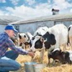 Cómo las vacas tienen miedo de las inyecciones: tipos de inyecciones y dónde hacer cómo evitar errores 5127_15