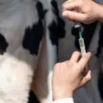 Kuidas lehmad kardavad süstimist: süstimise tüübid ja kuhu teha vigu vältida 5127_2