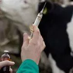 Cómo las vacas tienen miedo de las inyecciones: tipos de inyecciones y dónde hacer cómo evitar errores 5127_4