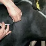 Kuidas lehmad kardavad süstimist: süstimise tüübid ja kuhu teha vigu vältida 5127_9