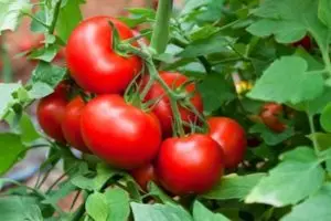 Описание на доматения домати и характеристики