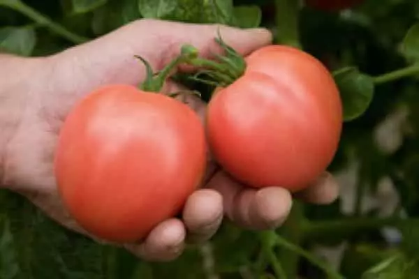 Vintage pomidor.