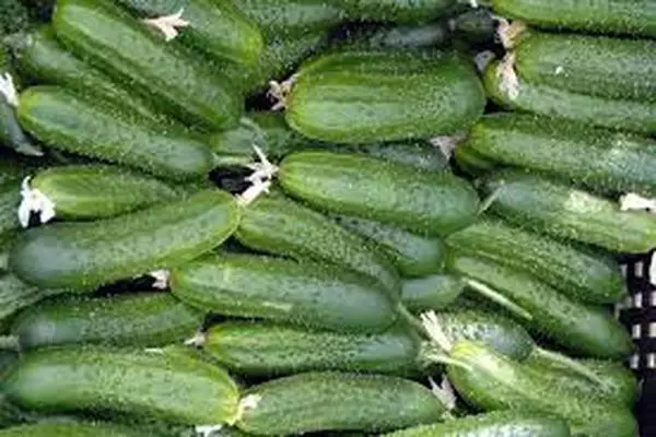 Sa cucumbers