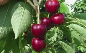 Characteristics and description of the cherry of the variety of regina, cultivation and care