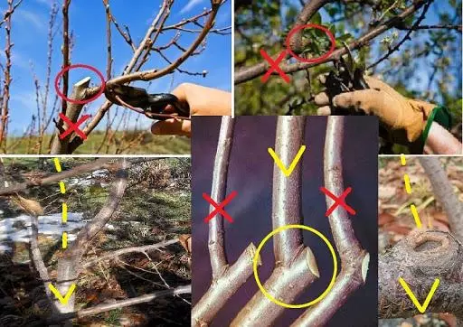 Cherry trimming