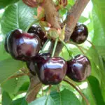 Cherry Bigarro: Description of the variety and characteristics, landing and growing 5135_2