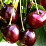 Cherry Bigarro: Description of the variety and characteristics, landing and growing 5135_3