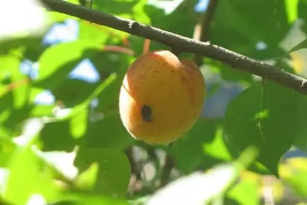 Spot uz aprikožu
