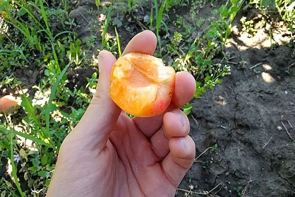 Pindahkan aprikot.