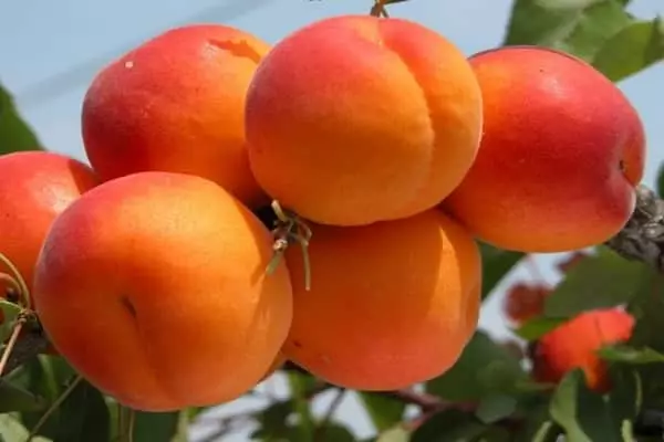 Fructe de padure portocalie