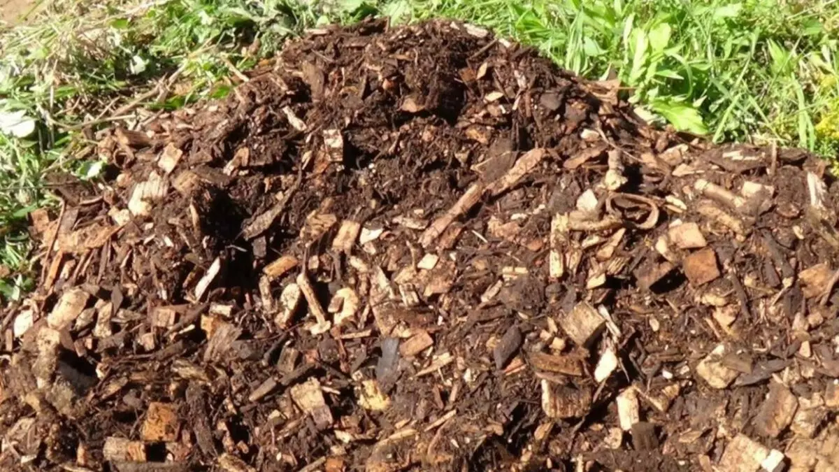 Talaşdan kompost