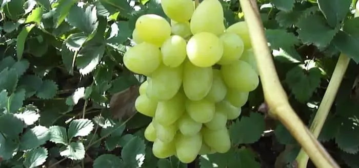 Grapes Landysh.